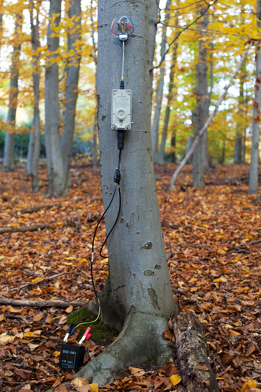 Sap flow system EMS81 with datalogger - EMS Brno